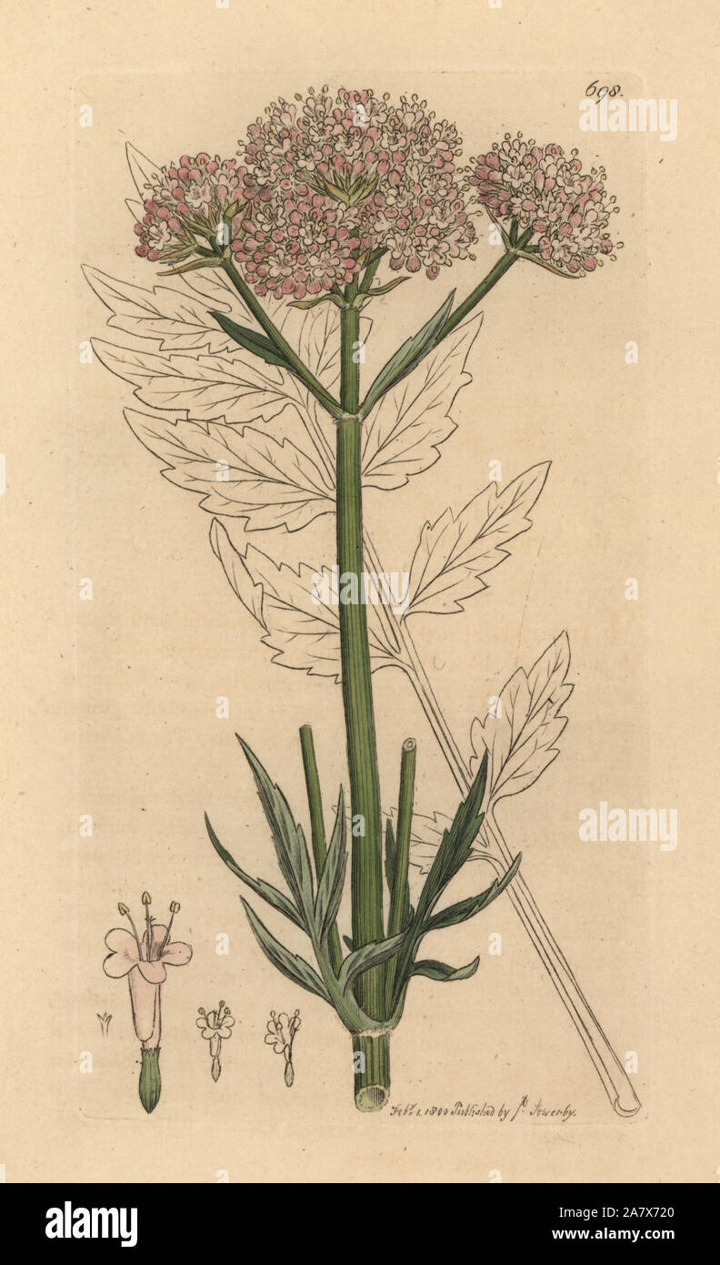 Great wild valerian, Valeriana officinalis. Handcoloured copperplate ...