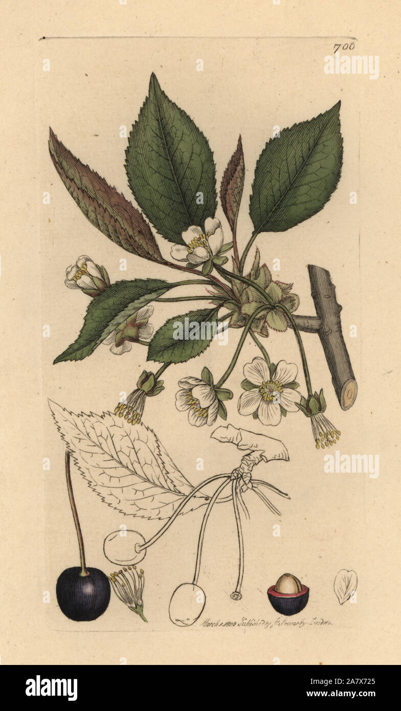 Wild cherry tree, Prunus cerasus. Handcoloured copperplate engraving ...