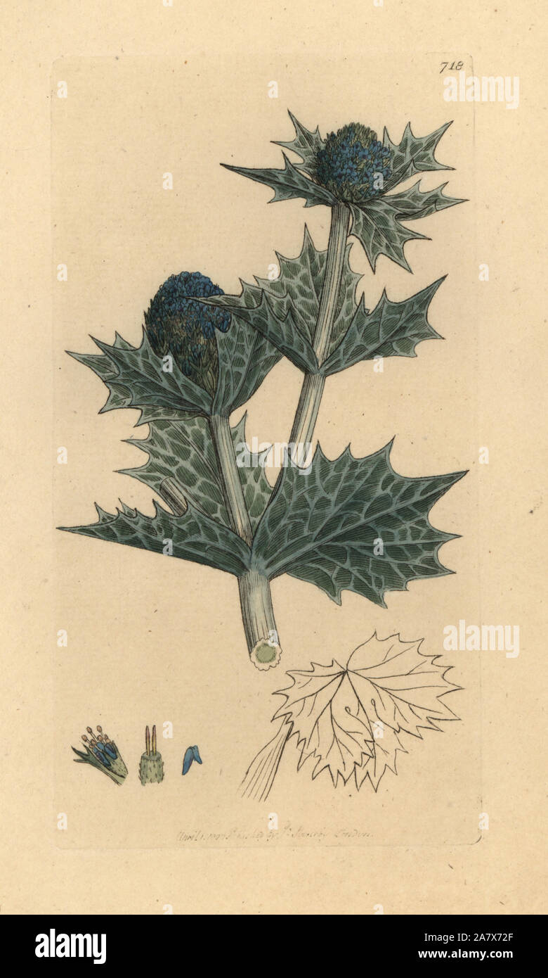 Sea holly or sea eryngo, Eryngium maritimum. Handcoloured copperplate ...