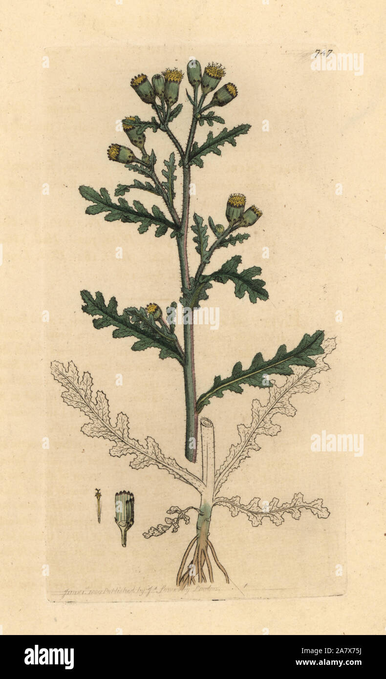 Common groundsel, Senecio vulgaris. Handcoloured copperplate engraving ...
