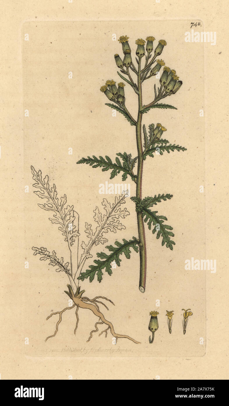 Mountain groundsel, Senecio sylvaticus. Handcoloured copperplate ...