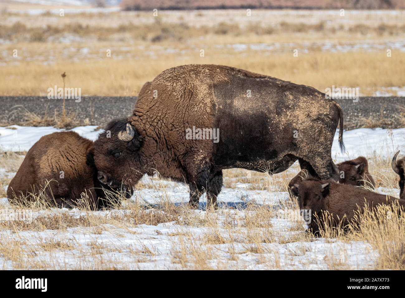 American Bison (Bison bison) Rocky Mountain Arsenal Wildlife Refuge ...