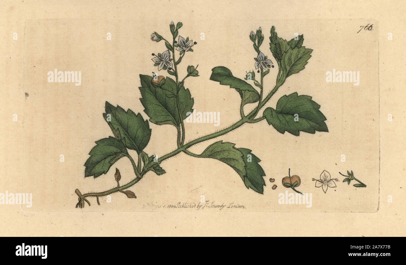 Mountain speedwell, Veronica montana. Handcoloured copperplate ...