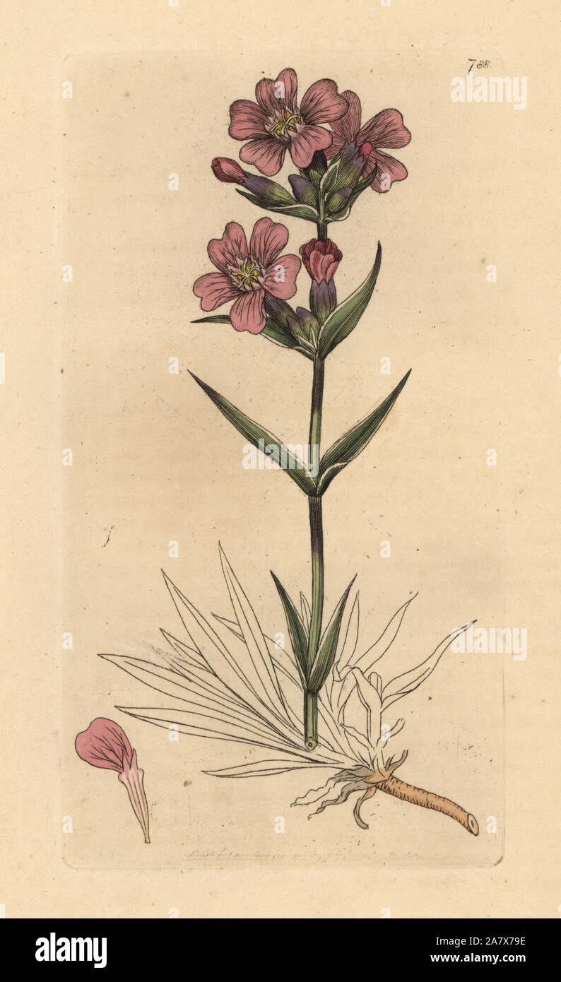 Sticky catchfly, Silene viscaria (red German catchfly, Lychnis viscaria ...