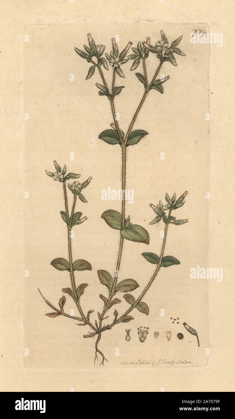 Drawing of chickweed hi-res stock photography and images - Alamy