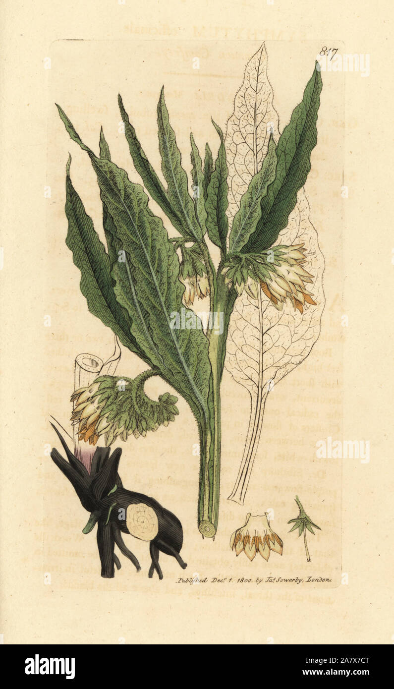 Symphytum officinale drawing hi-res stock photography and images - Alamy