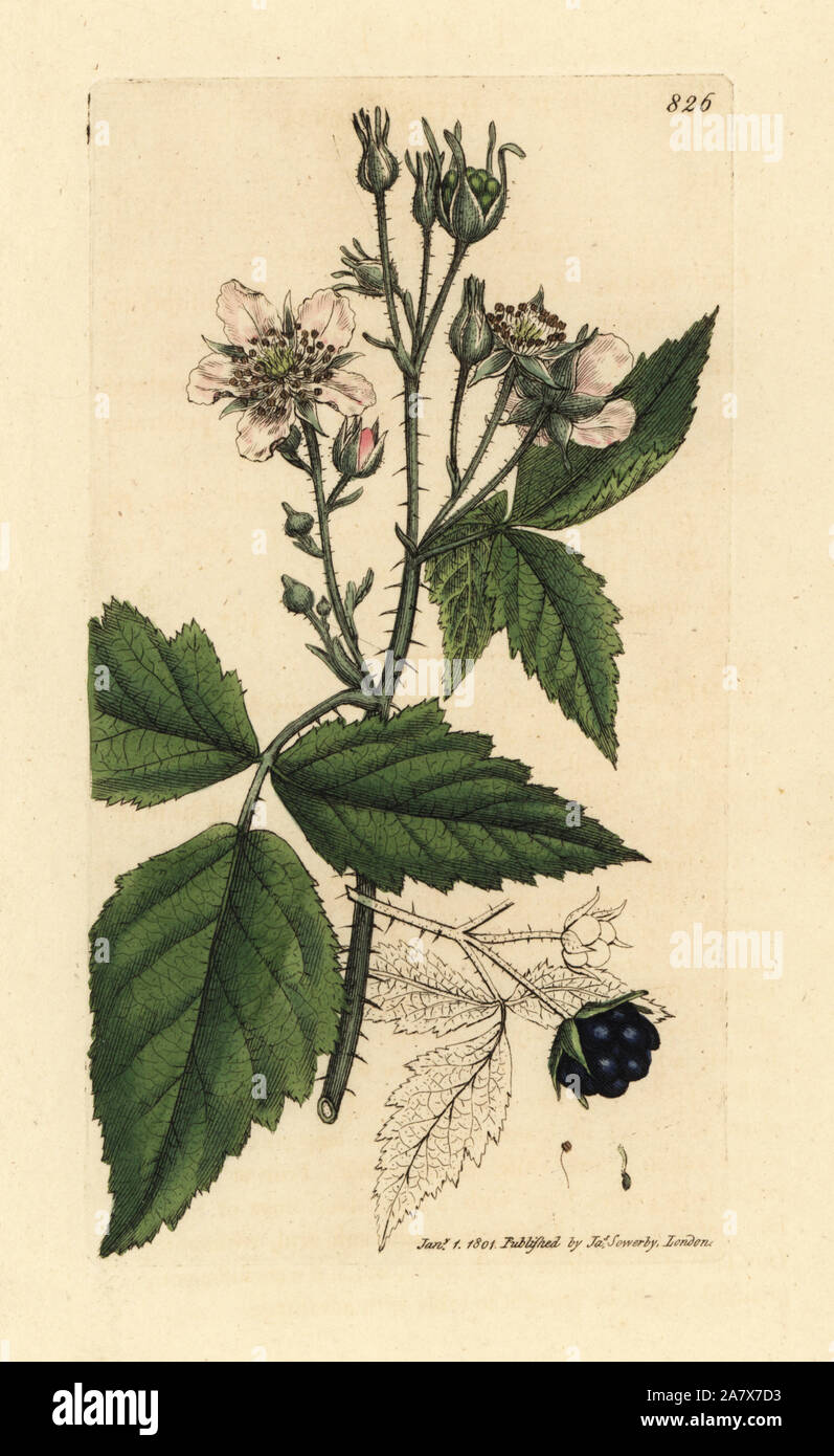 Dewberry, Rubus caesius. Handcoloured copperplate engraving after a ...