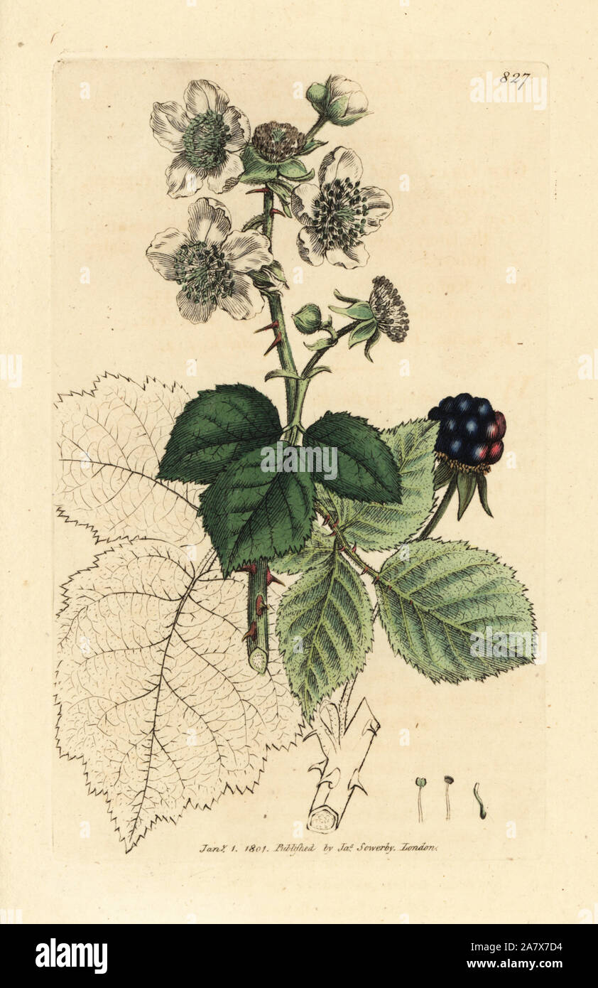 Hazel-leaved bramble, Rubus corylifolius. Handcoloured copperplate ...