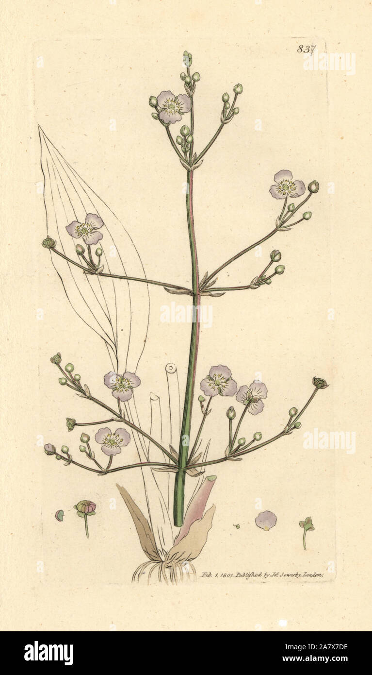 Greater water plantain, Alisma plantago-aquatica (Alisma plantago ...