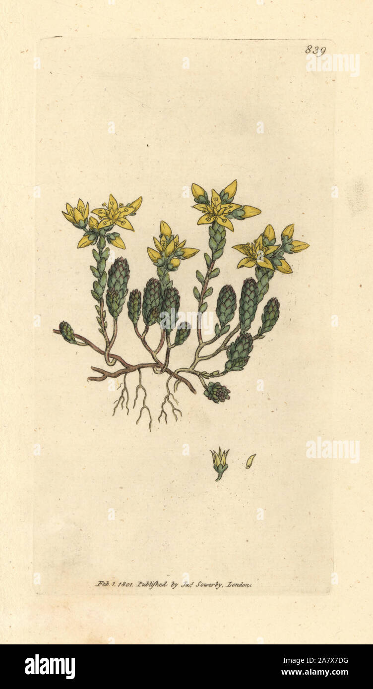 Biting stone-crop, Sedum acre. Handcoloured copperplate engraving after ...