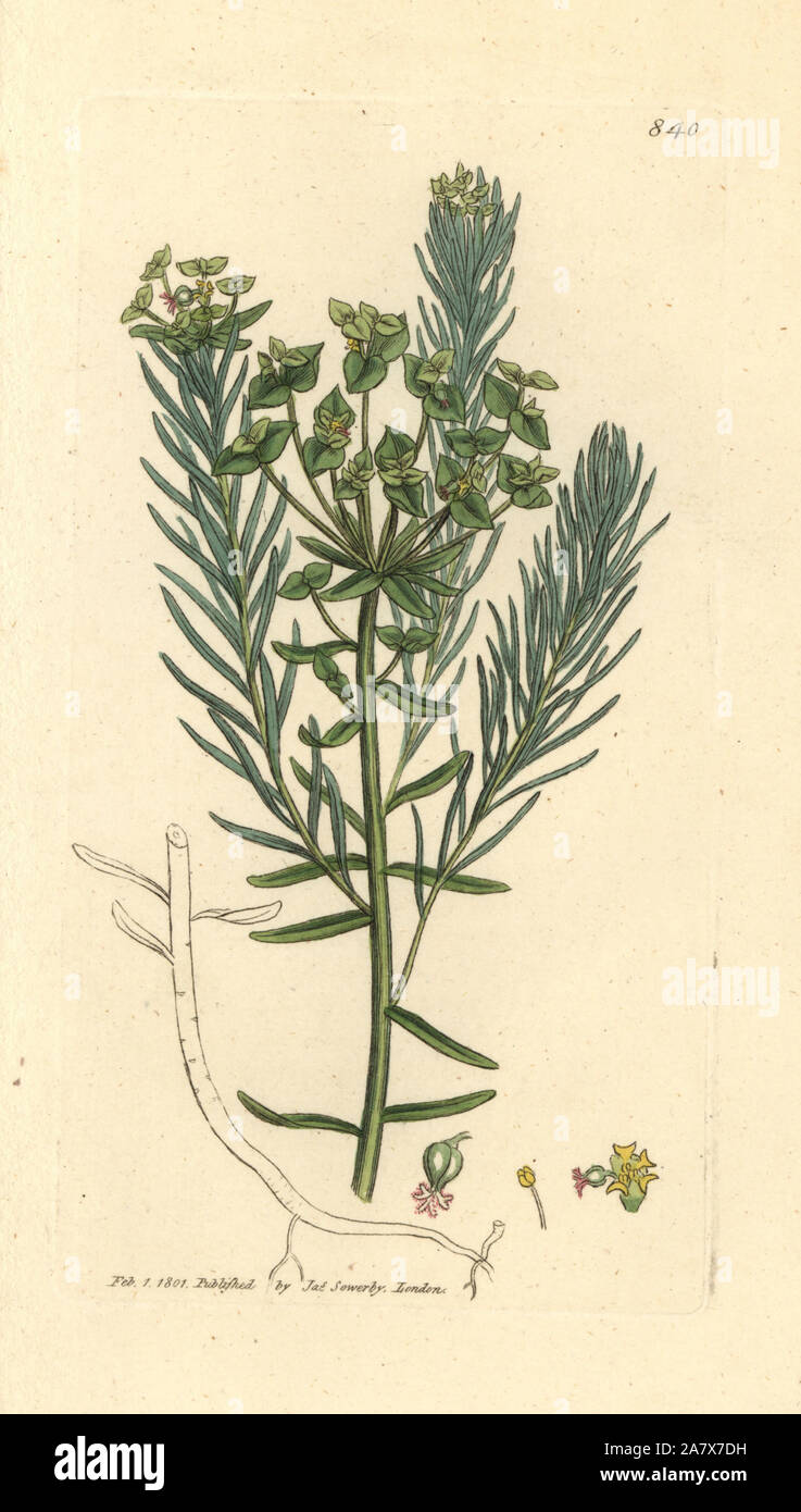 Cypress spurge, Euphorbia cyparissias. Handcoloured copperplate ...