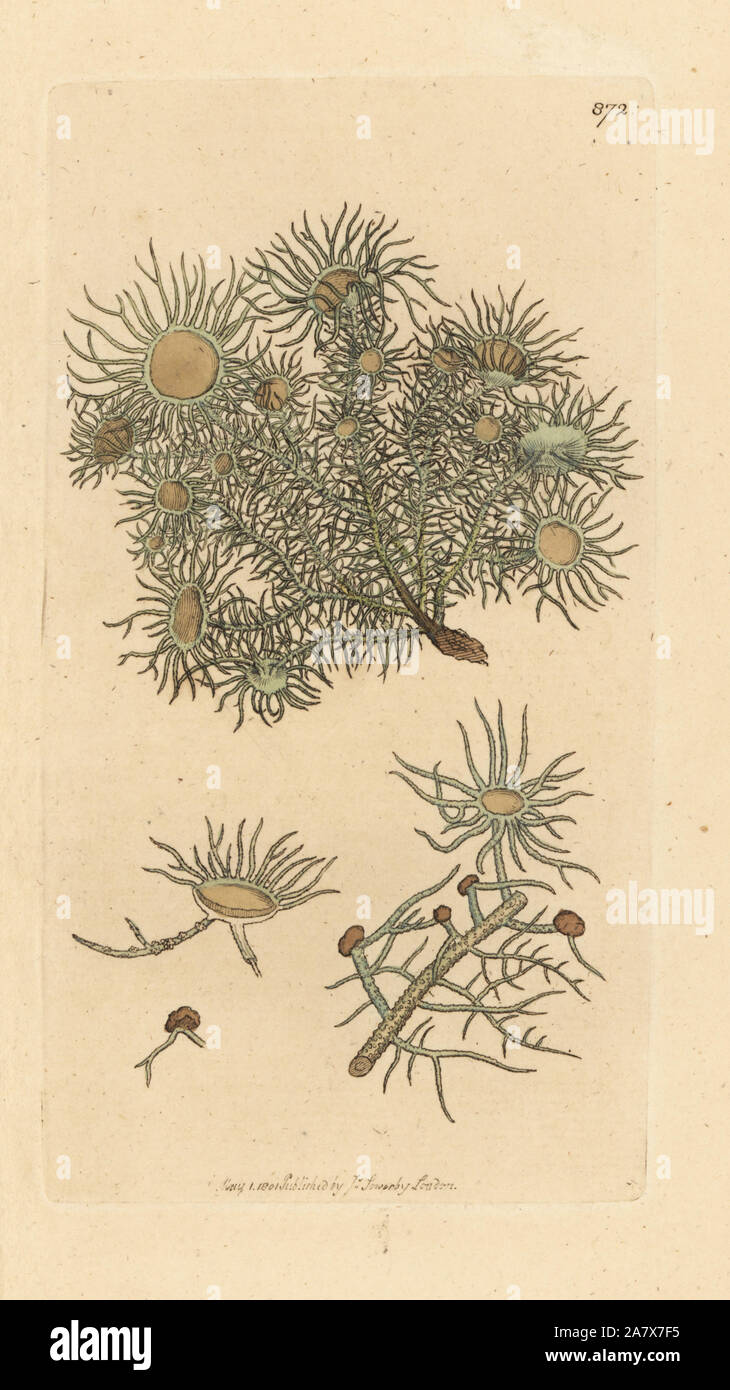 Flowery lichen, Usnea florida (Lichen floridus). Handcoloured ...