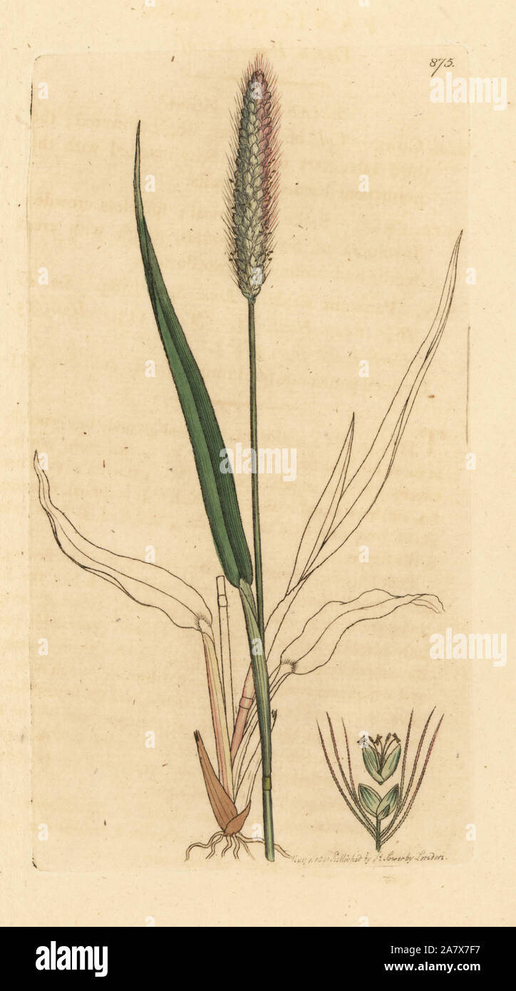 Green panick grass hi-res stock photography and images - Alamy