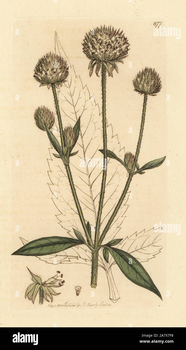 Drawing of teasel hi-res stock photography and images - Alamy