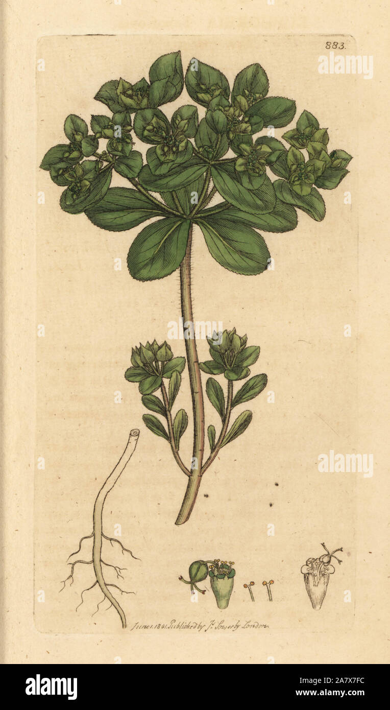 Sun spurge, Euphorbia helioscopia. Handcoloured copperplate engraving ...