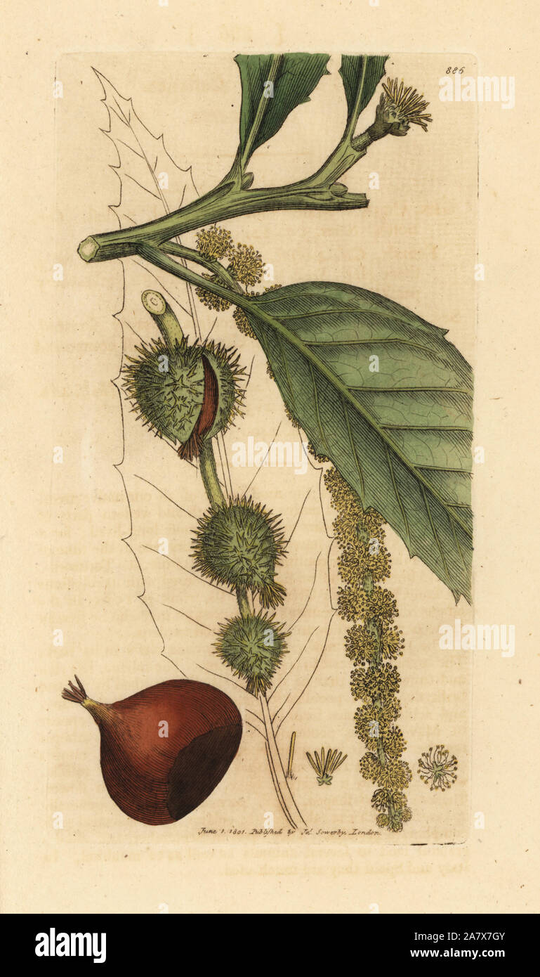 Sweet chestnut tree, Fagus castanea. Handcoloured copperplate engraving ...