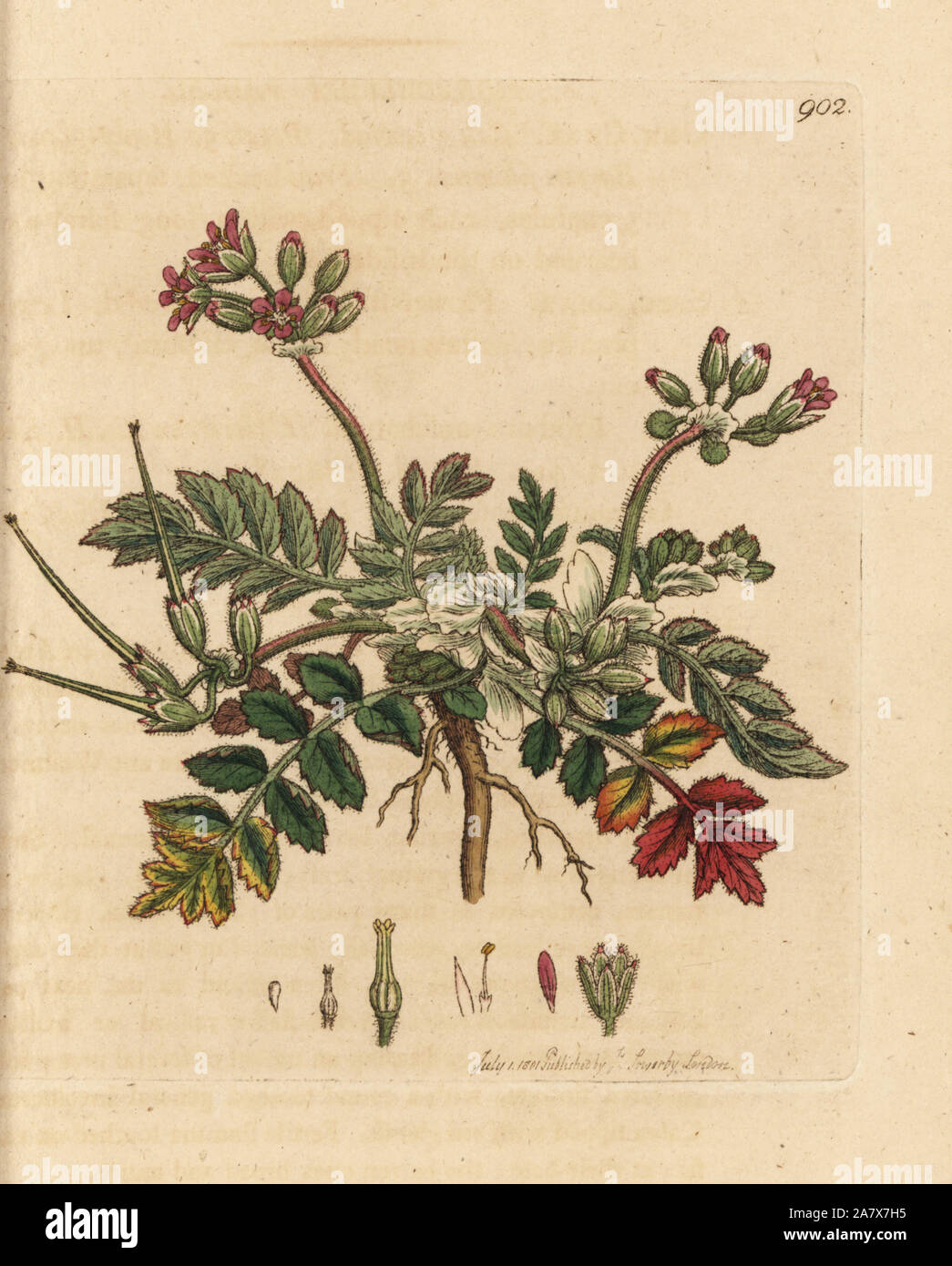 Musky stork's bill, Erodium moschatum. Handcoloured copperplate ...