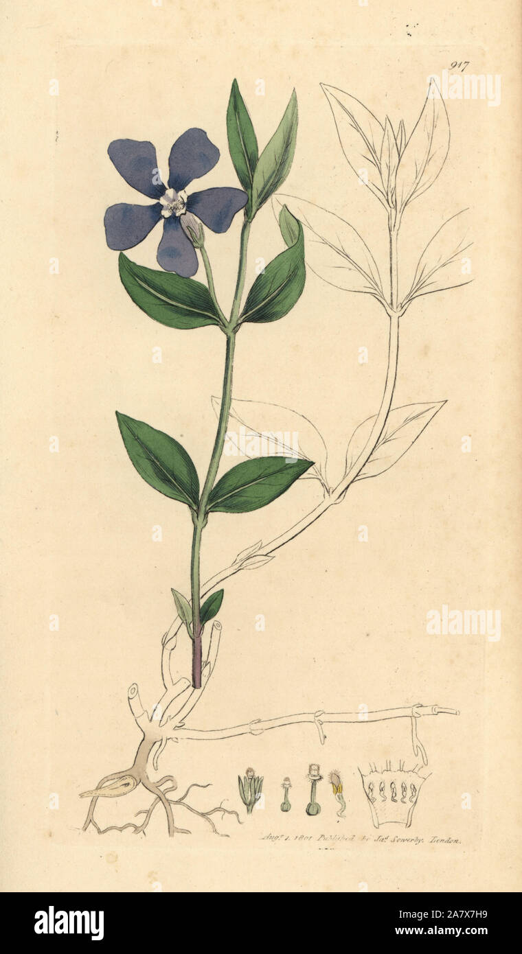 Lesser periwinkle, Vinca minor. Handcoloured copperplate engraving ...