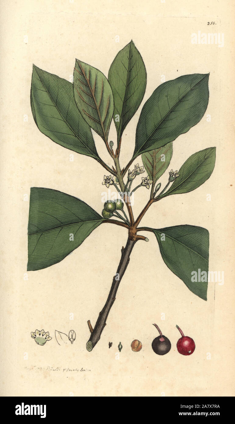 Alder tree drawing hi-res stock photography and images - Alamy