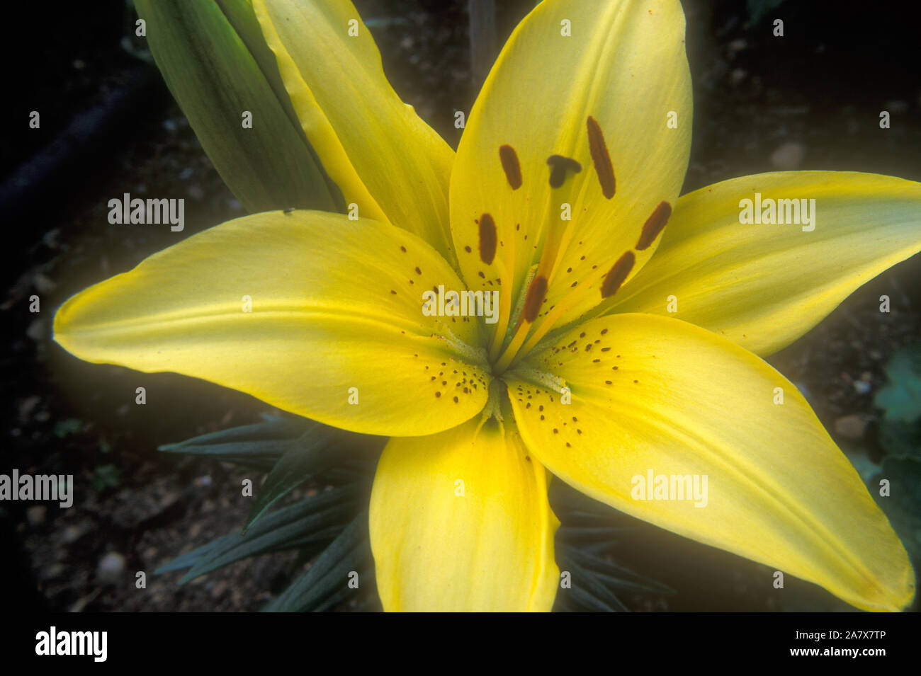 Lilium flower hi-res stock photography and images - Alamy