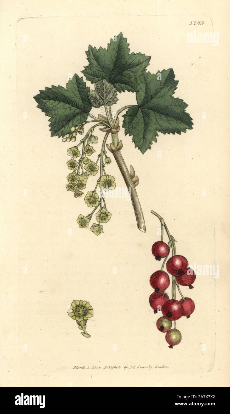 Redcurrant, Ribes rubrum. Handcoloured copperplate engraving after a ...