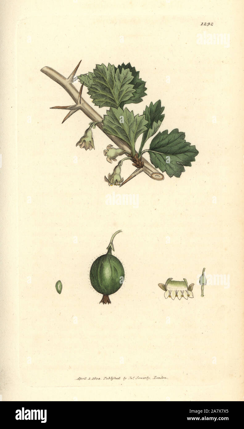 Ribes grossularia hi-res stock photography and images - Alamy