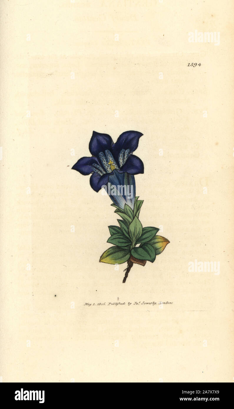 Gentiana flower drawing hi-res stock photography and images - Alamy
