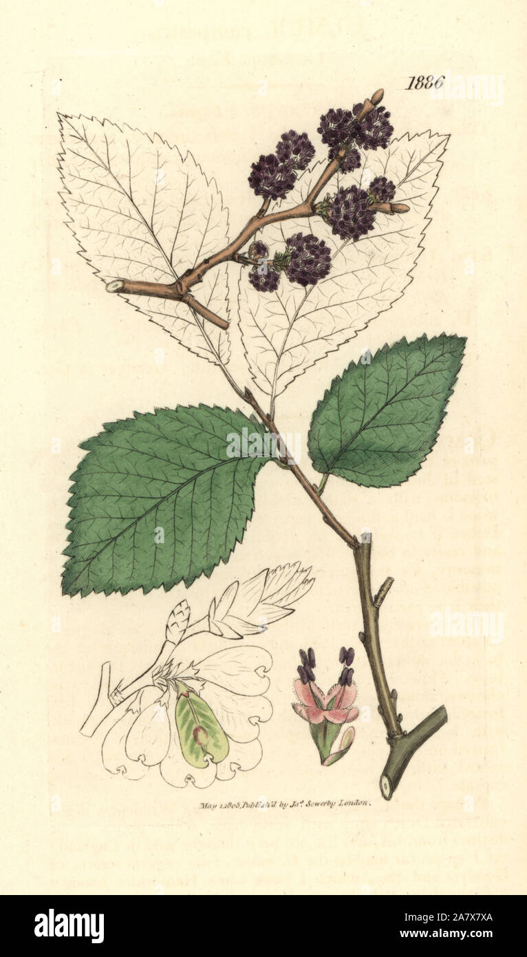Wych elm or Scots elm, Ulmus glabra (Ulmus campestris). Handcoloured ...