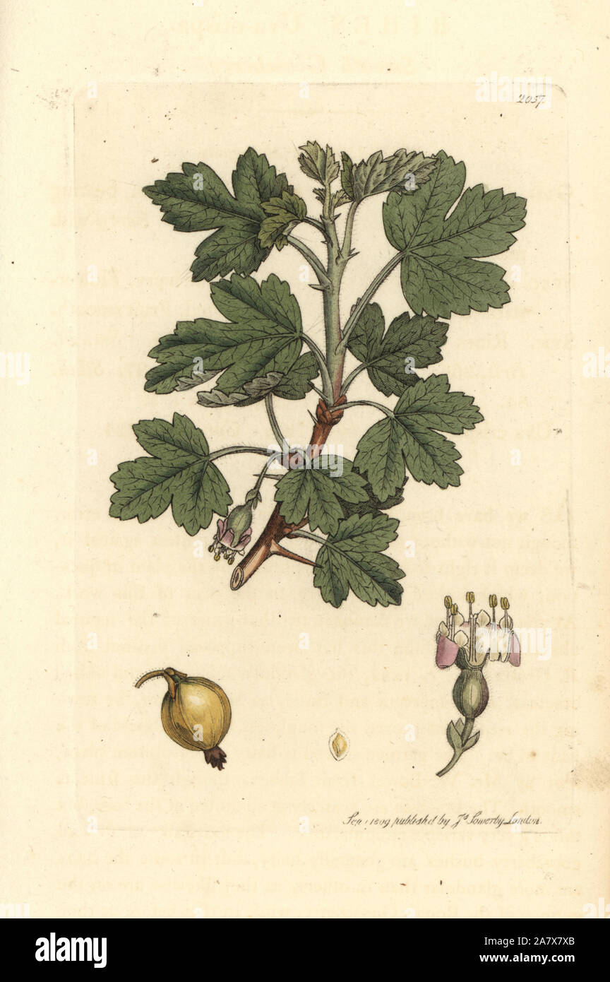 Gooseberry drawing hi-res stock photography and images - Alamy