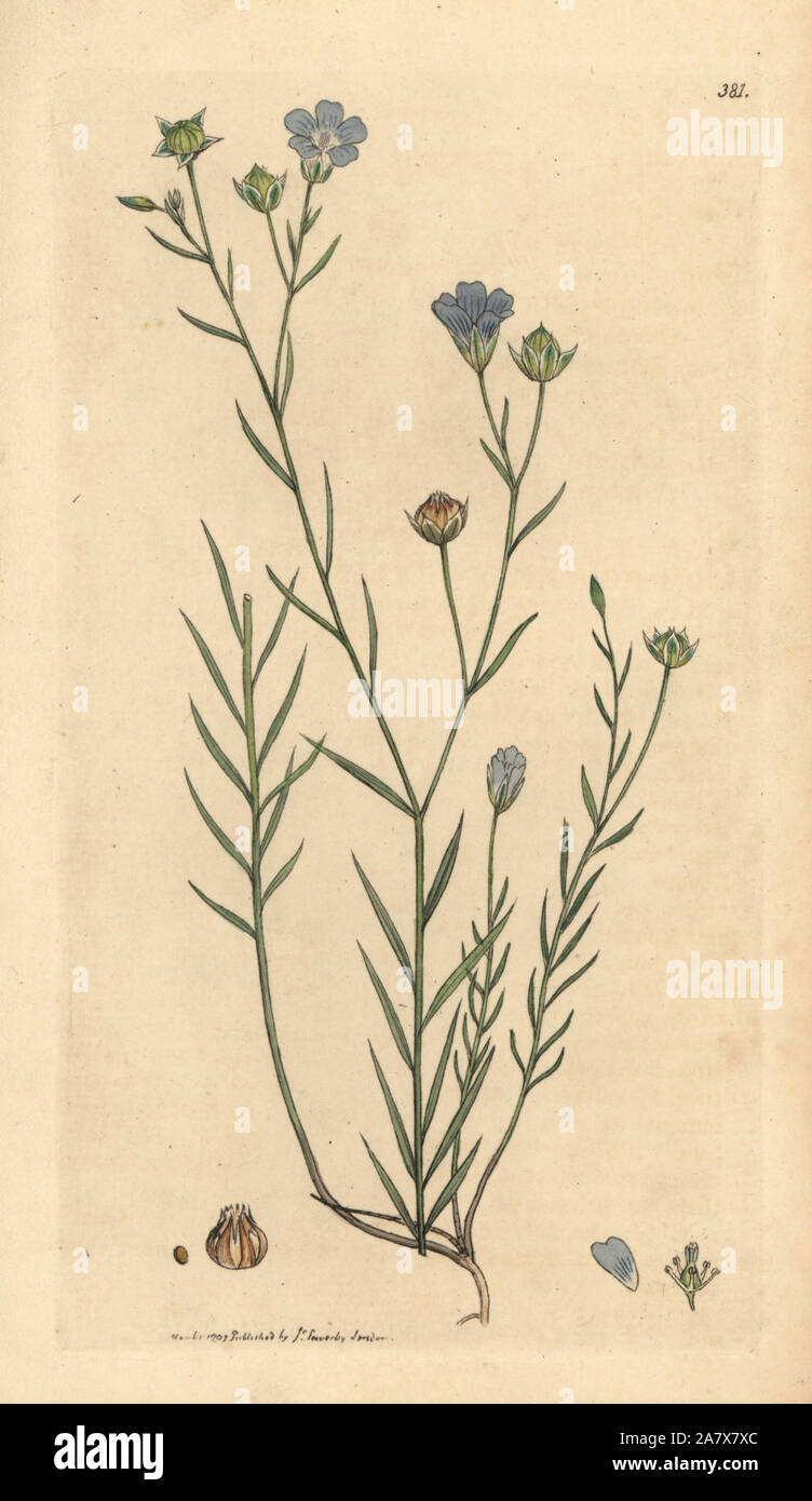 Drawing of flax hi-res stock photography and images - Alamy