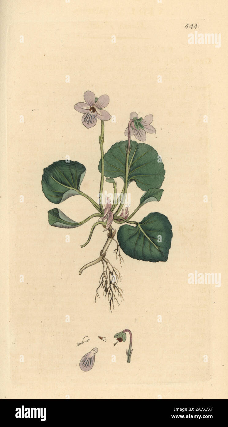Marsh violet, Viola palustris. Handcoloured copperplate engraving after ...