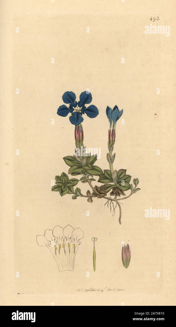 Spring gentian, Gentiana verna. Handcoloured copperplate engraving ...