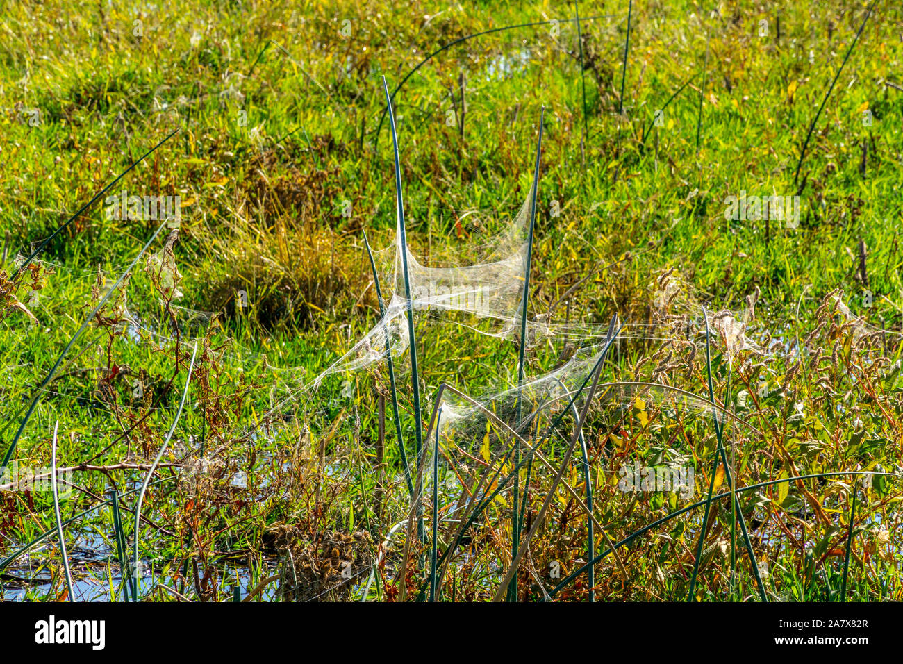 Busy spiders have created nets to capture their prey at the Merced ...