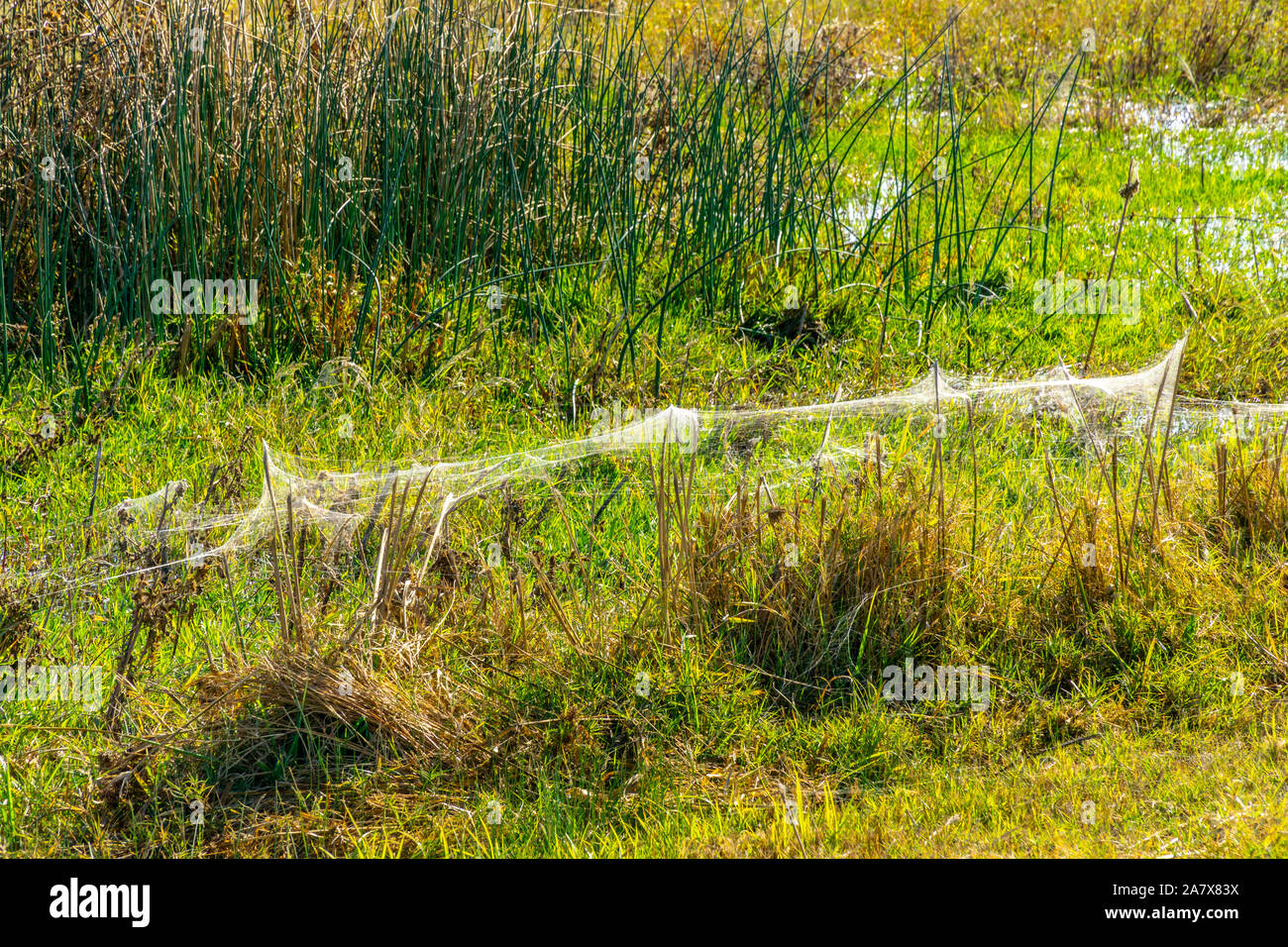 Busy spiders have created nets to capture their prey at the Merced ...