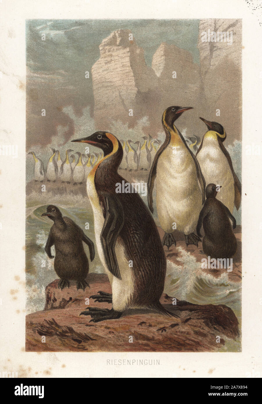 Extinct penguin hi-res stock photography and images - Alamy