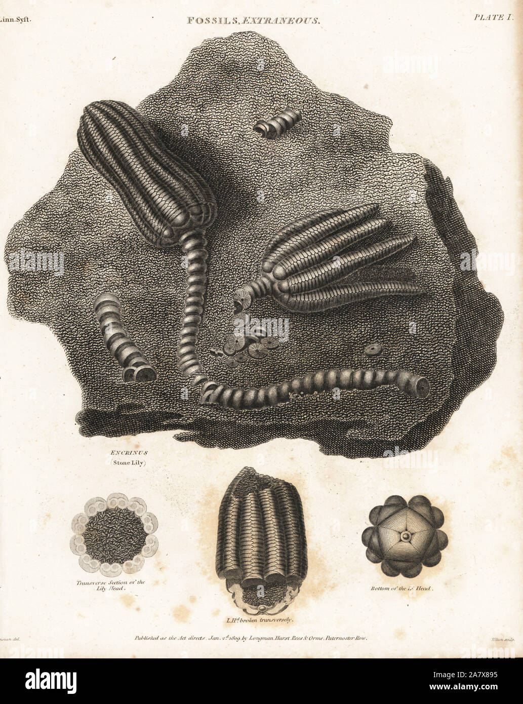 Fossils of an extinct stone lily, Encrinus species, with sections ...