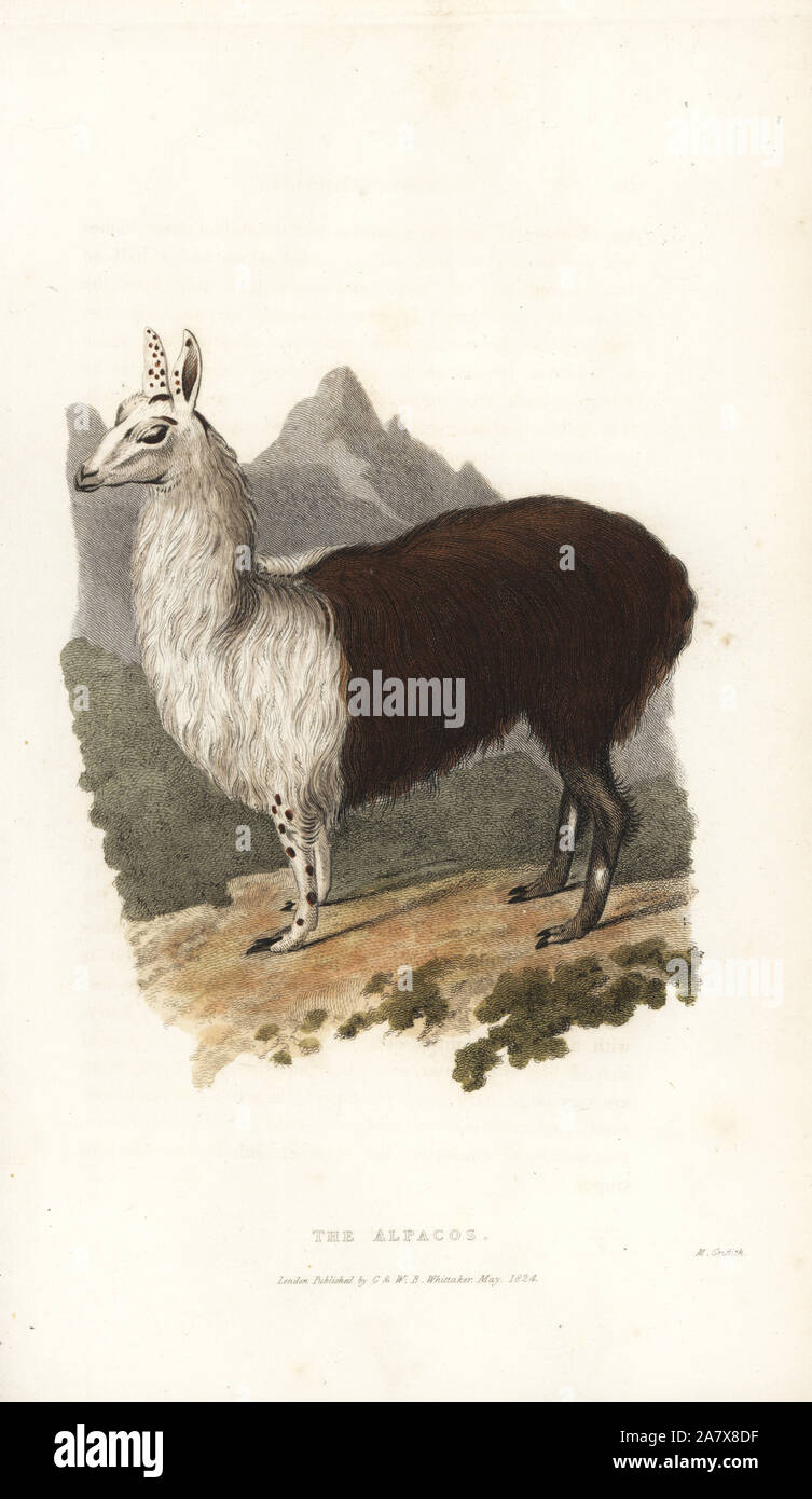 Camelus pacos hi-res stock photography and images - Alamy