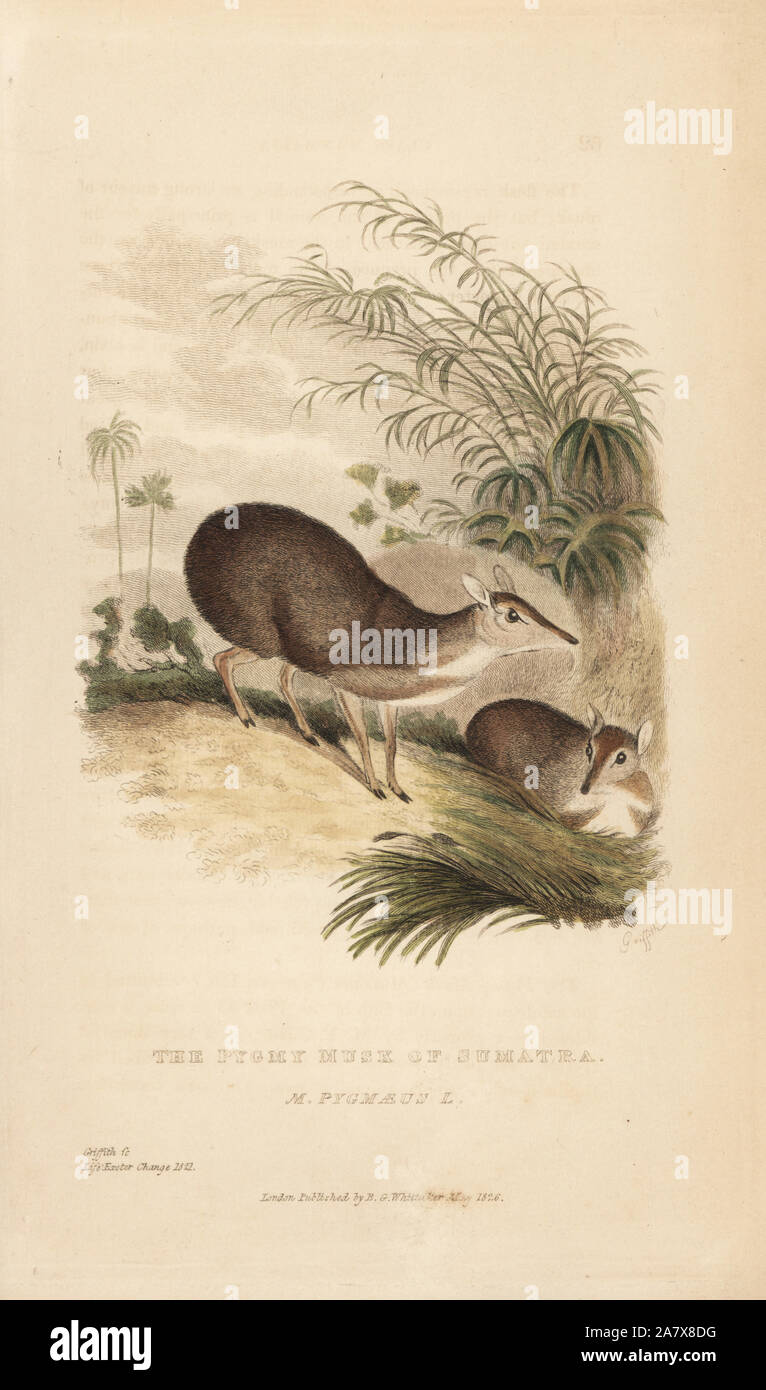 Harriet Griffith High Resolution Stock Photography and Images - Alamy