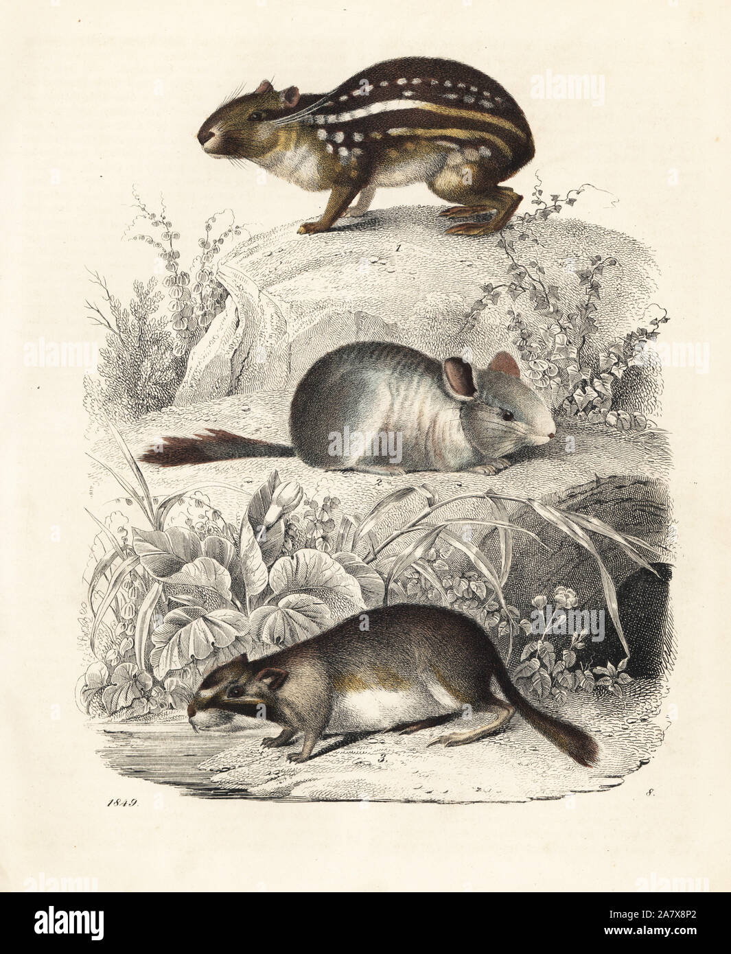 Lowland paca, Cuniculus paca 1, chinchilla, Chinchilla lanigera ...