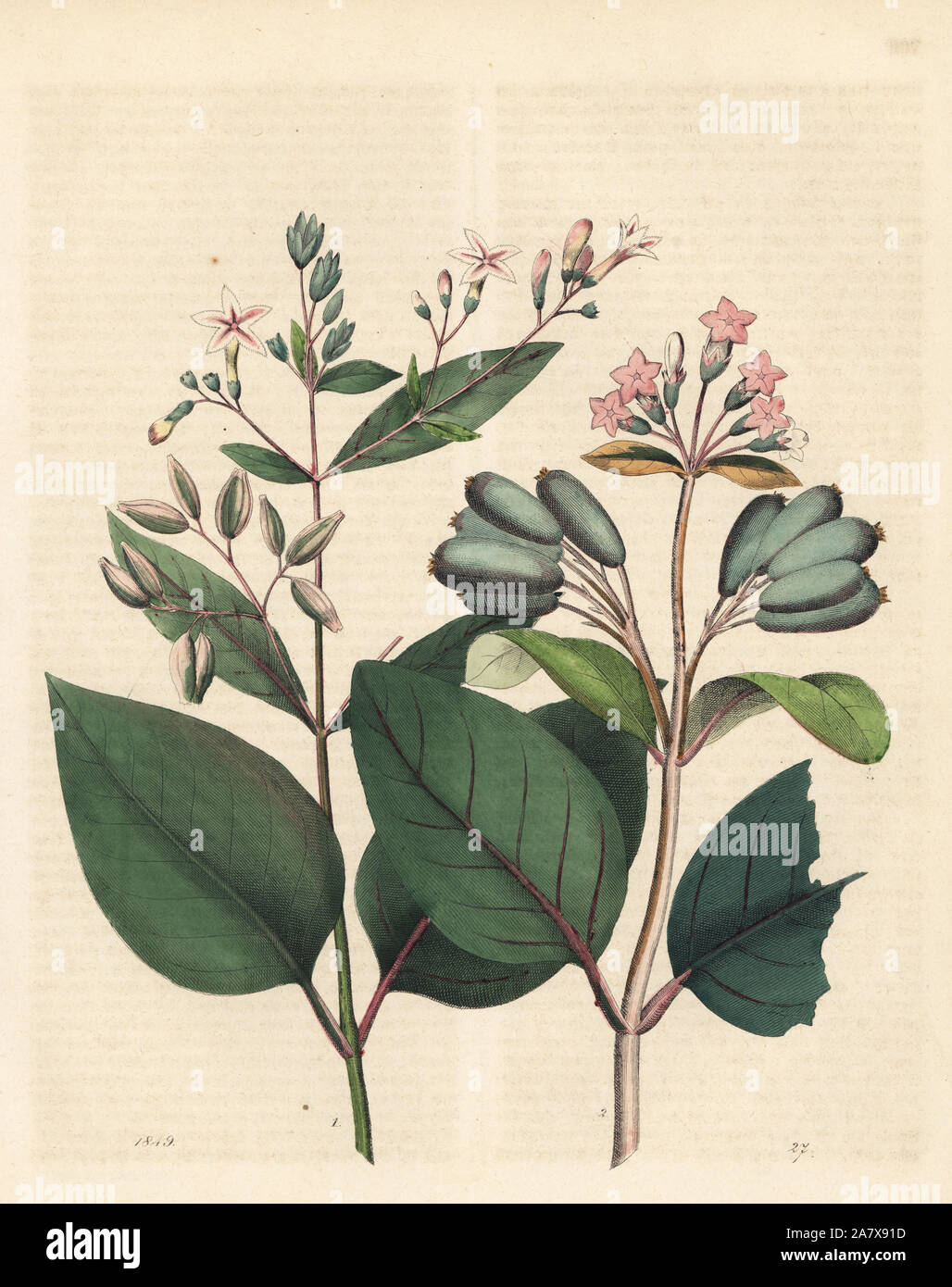 Cinchona Tree High Resolution Stock Photography and Images - Alamy