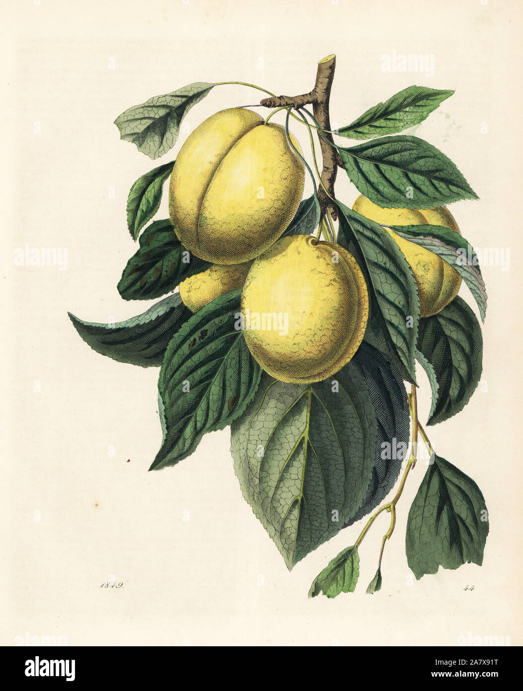Plum or prune, Prunus domestica, with ripe fruit, branch and leaves ...