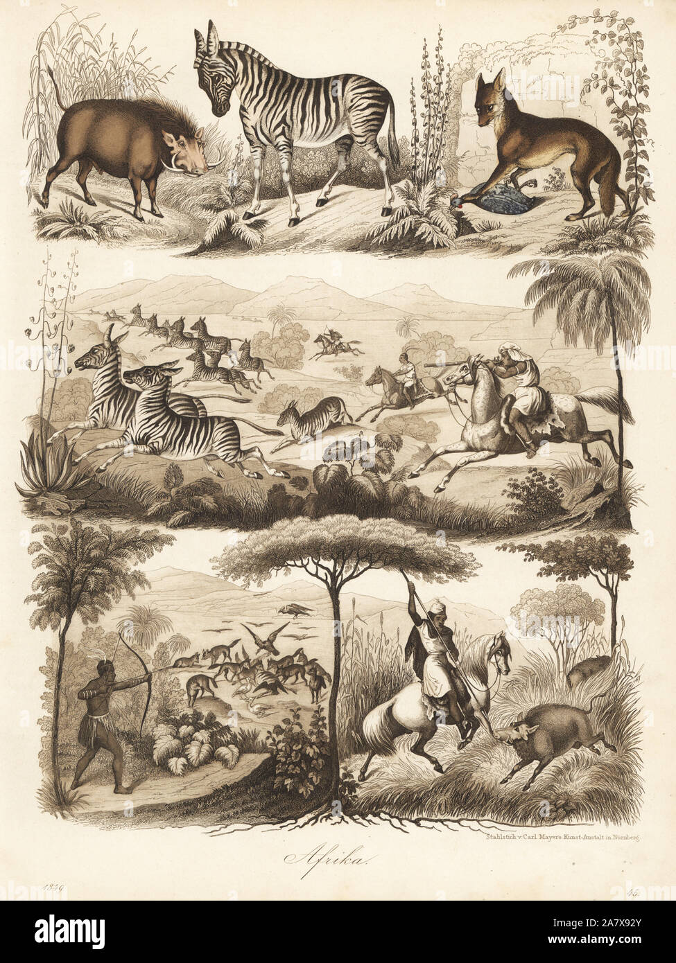 Hunters in Africa hunting warthog, Phacochoerus africanus, zebra, Equus ...