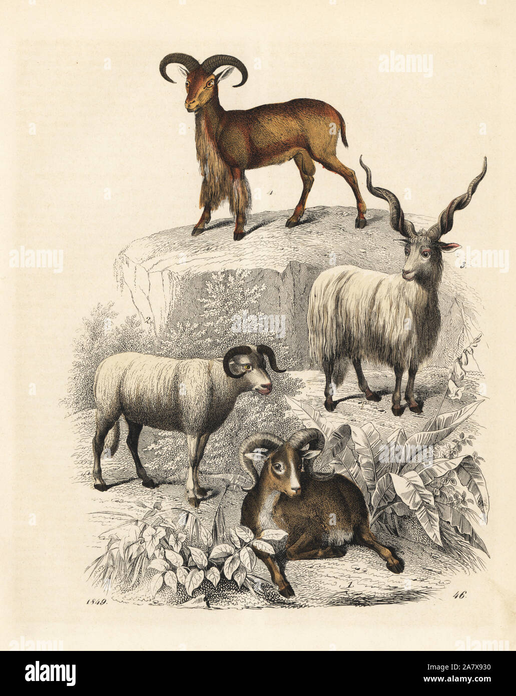 Ovis aries stepsiceros hi-res stock photography and images - Alamy