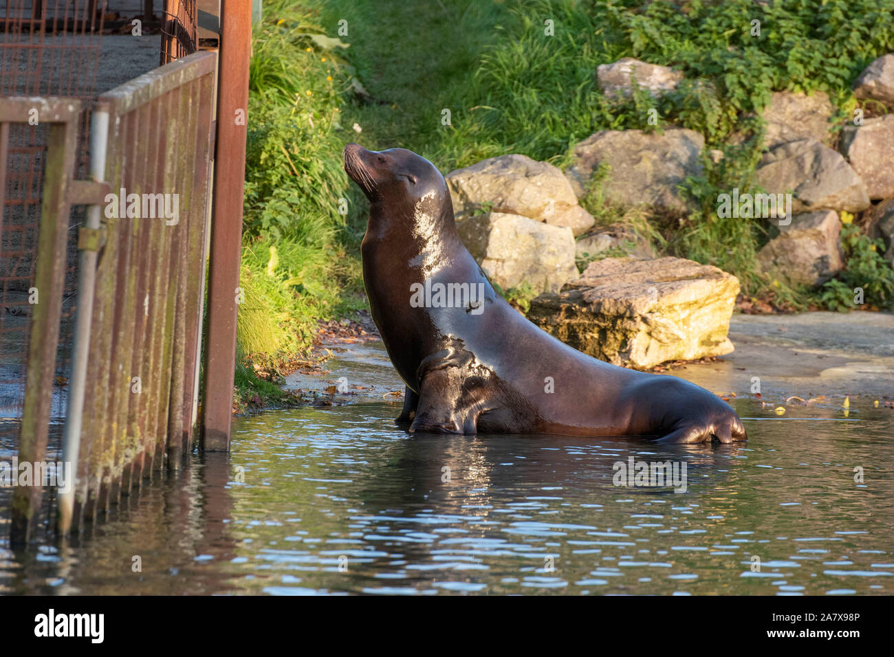 Longleat Safari Park in Wiltshire, UK Stock Photo - Alamy