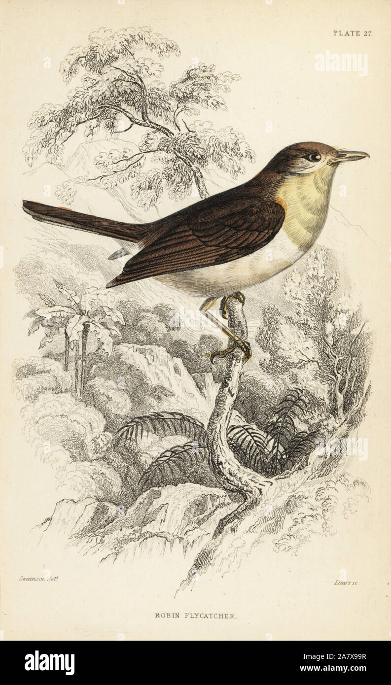 Robin flycatcher, Muscicapa rubecola. Known only from a specimen in the ...