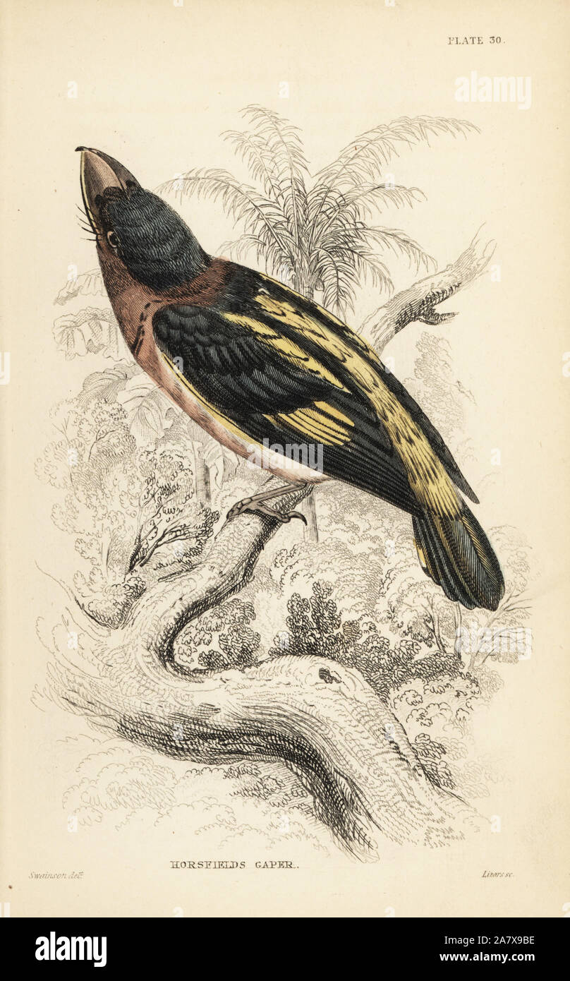 Banded broadbill hi-res stock photography and images - Alamy