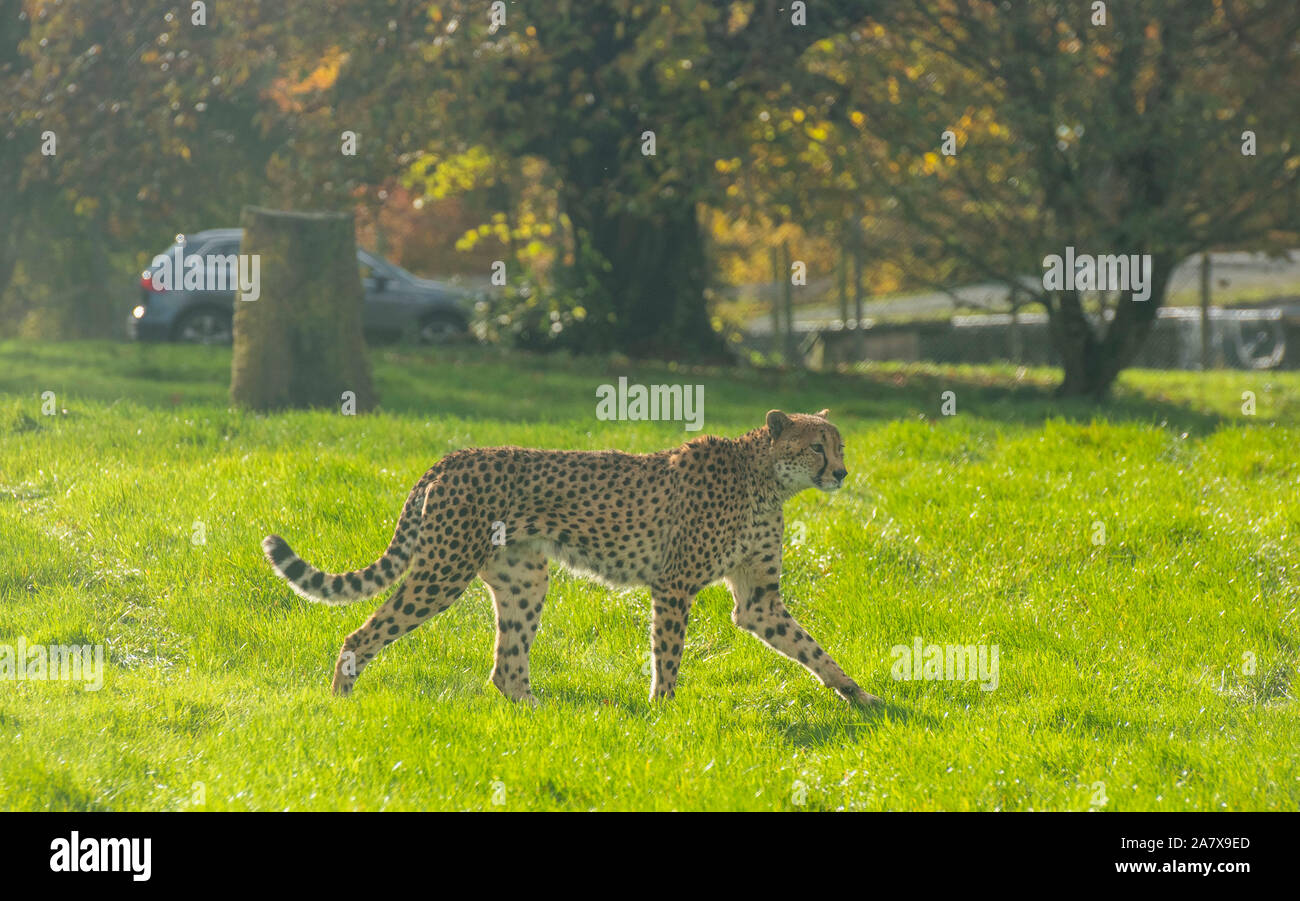 Longleat Safari Park in Wiltshire, UK Stock Photo - Alamy
