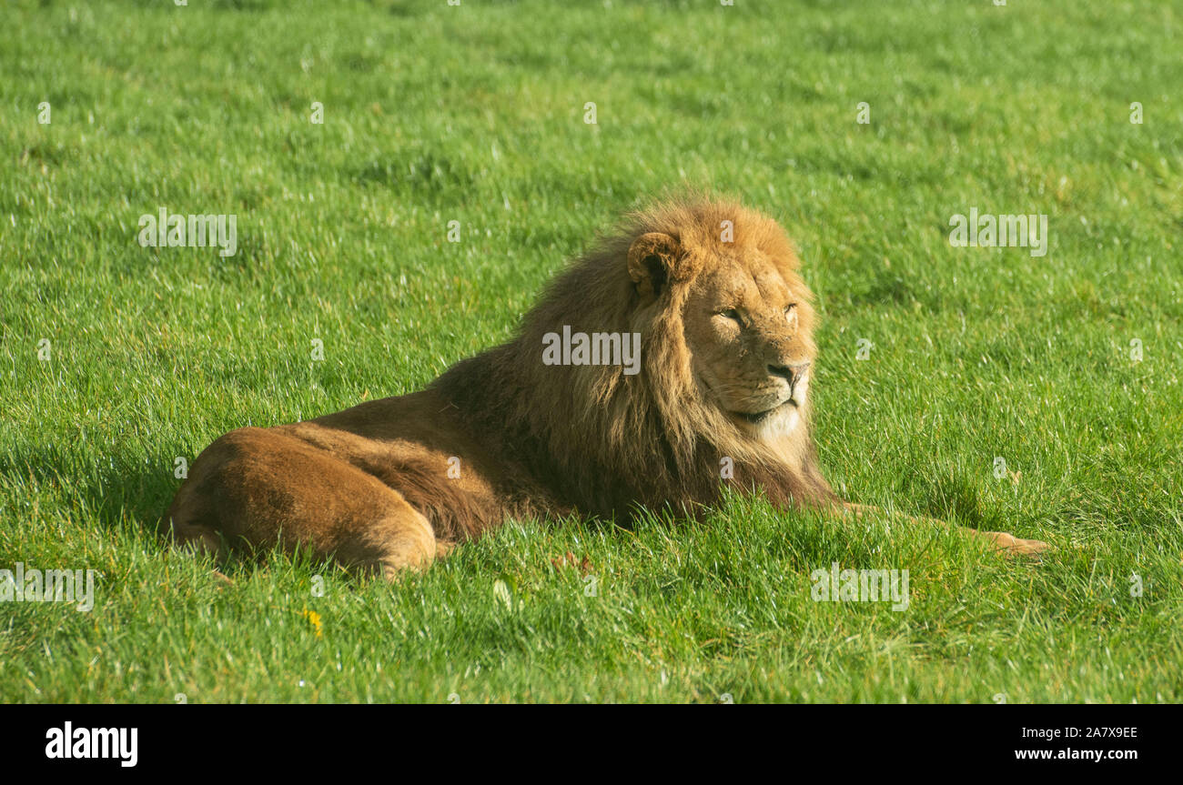 Longleat Safari Park in Wiltshire, UK Stock Photo - Alamy