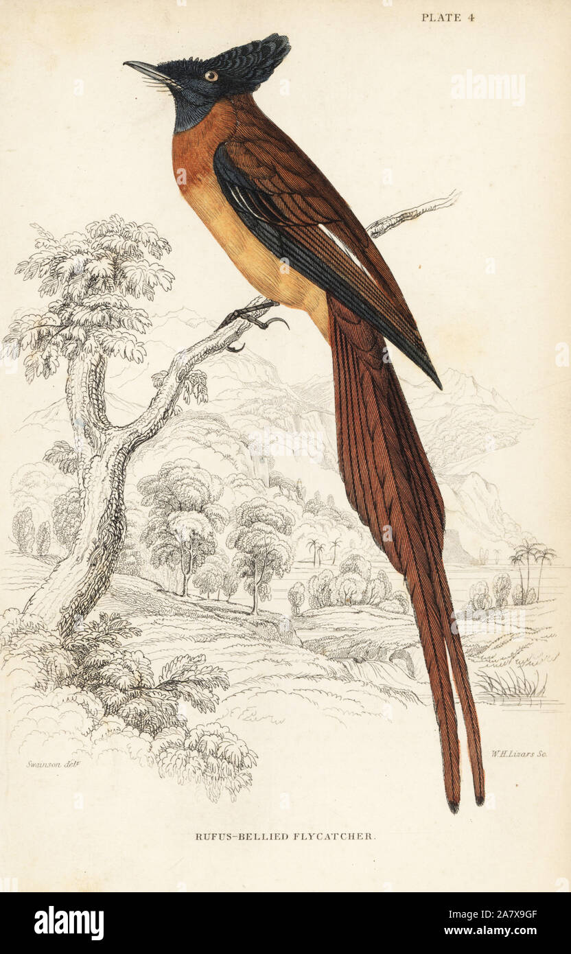 Annobon paradise flycatcher, Terpsiphone smithii, Vulnerable. (Rufous ...