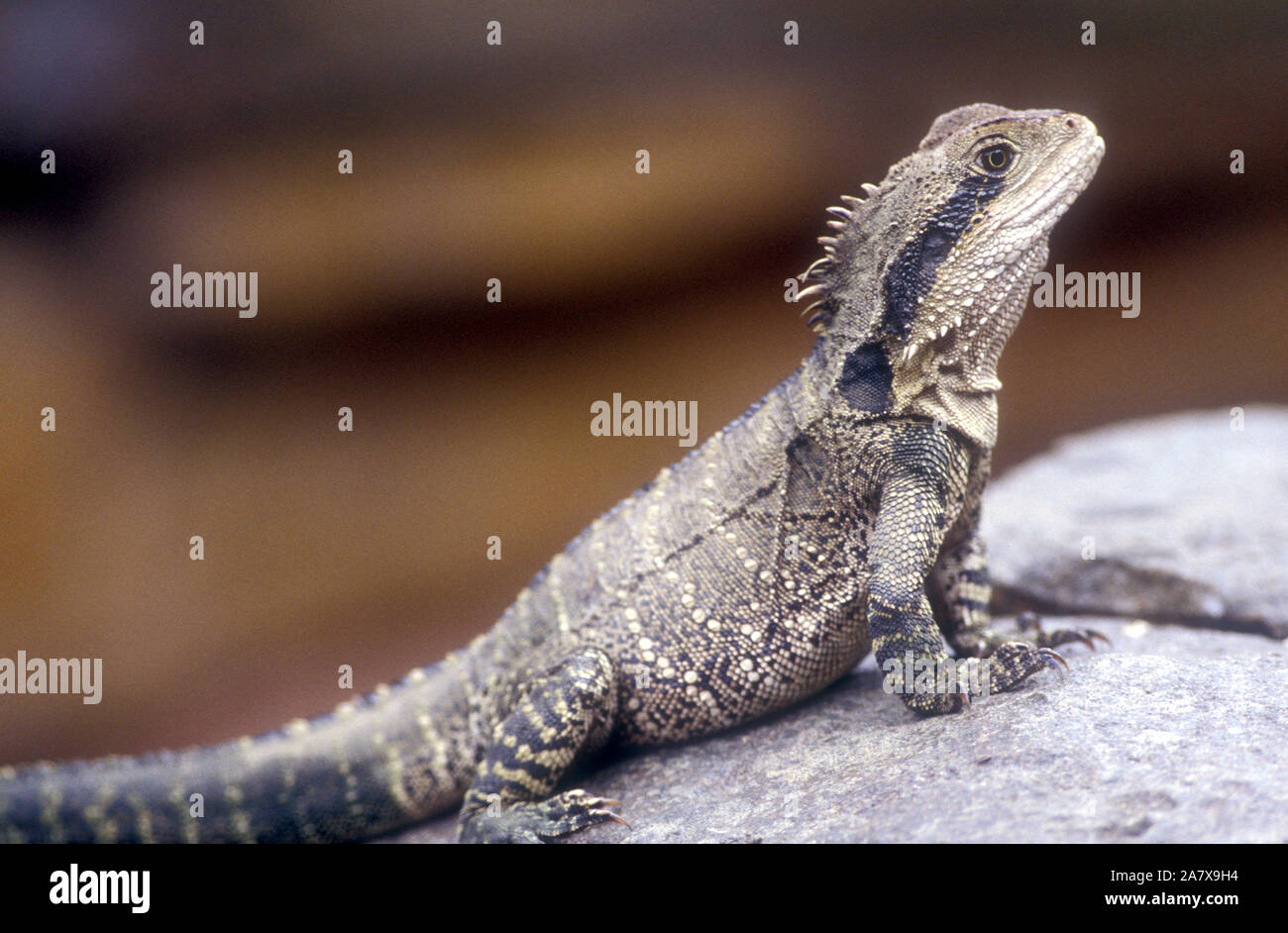 EASTERN WATER DRAGON (PHYSIGNATHUS LESUEURII) AUSTRALIA Stock Photo - Alamy